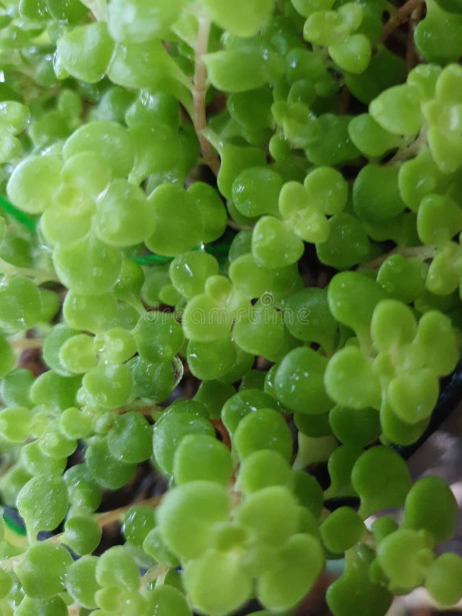 Soft Light Green Leaves in the Vase Stock Photo - Image of nature, vase ...