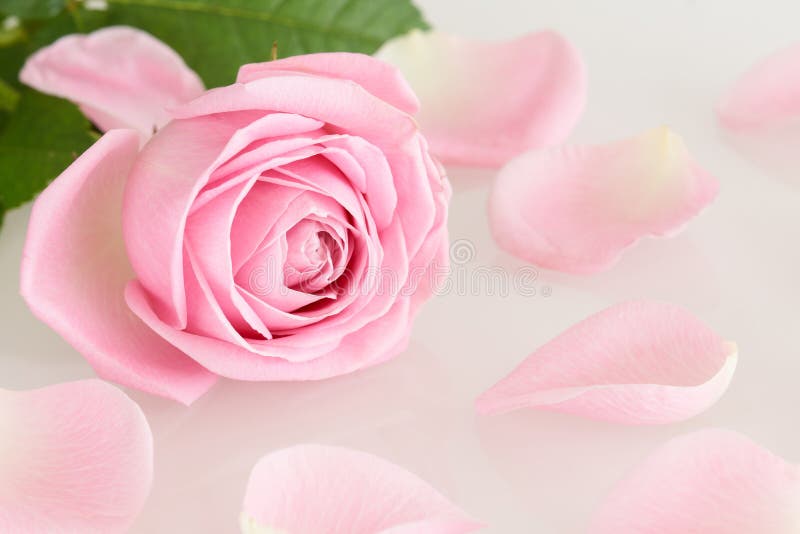 Soft Light Pink Rose and Leaves Stock Photo - Image of light, romance ...