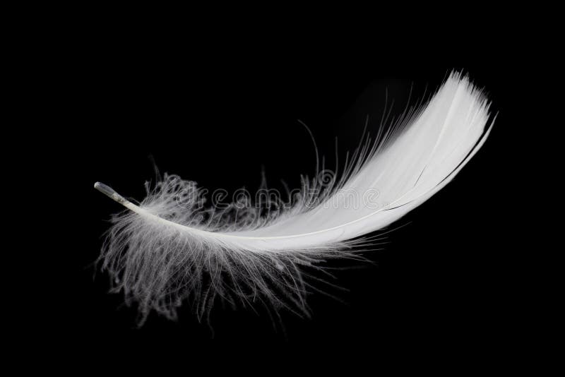 498 Single Lightweight Soft Feather Isolated Black Background Stock ...