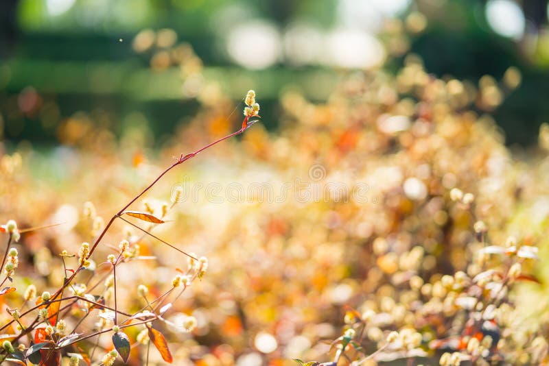 Soft Light Tone and Soft Focus of Abstract Nature Background Wit Stock ...