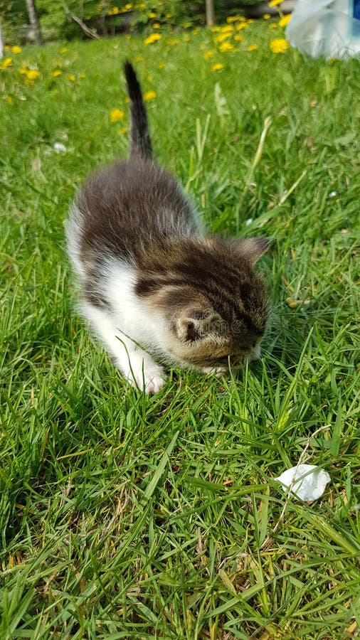 A soft little kitten stock photo. Image of kitten, little - 158437924