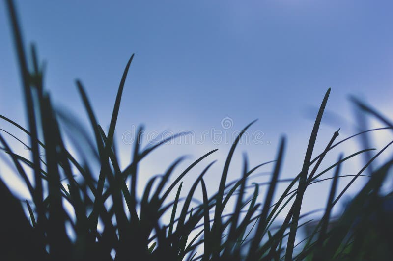 Soft of Looming Grass up stock photo. Image of rises - 147045124