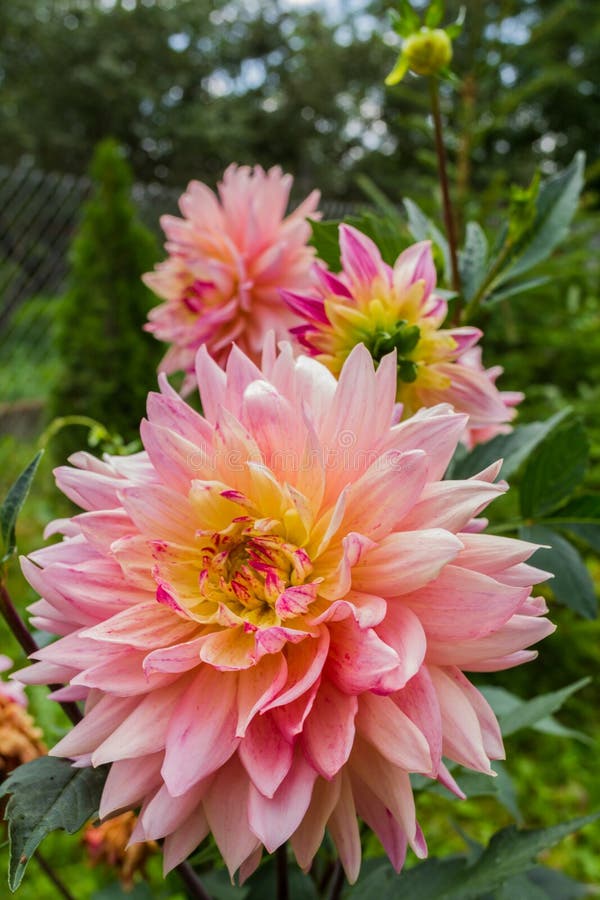 Soft Macro Picture of Beautiful Flower.Focus on Front Stock Photo ...