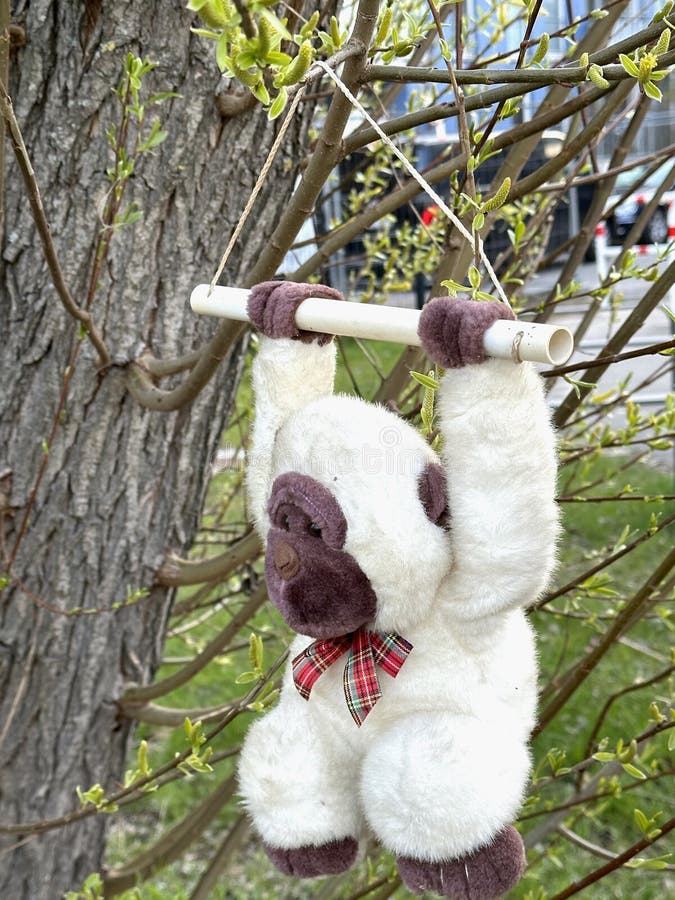 Soft Monkey Toy Hanging on a Tree Knot Stock Photo - Image of adorable ...