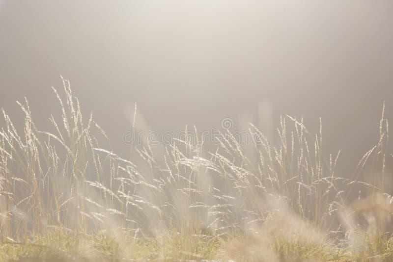 Soft Morning Light Nature Background Stock Photo - Image of haze, artsy ...
