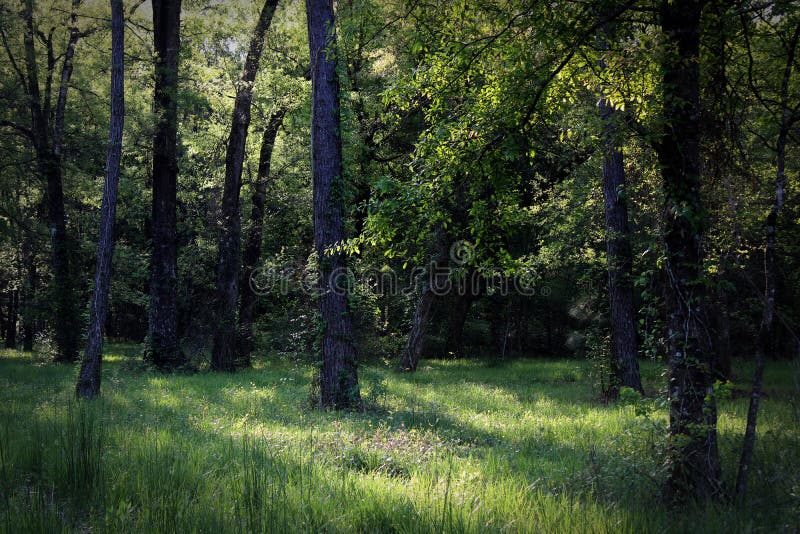Soft Morning Light Nature Background Stock Photo - Image of haze, artsy ...