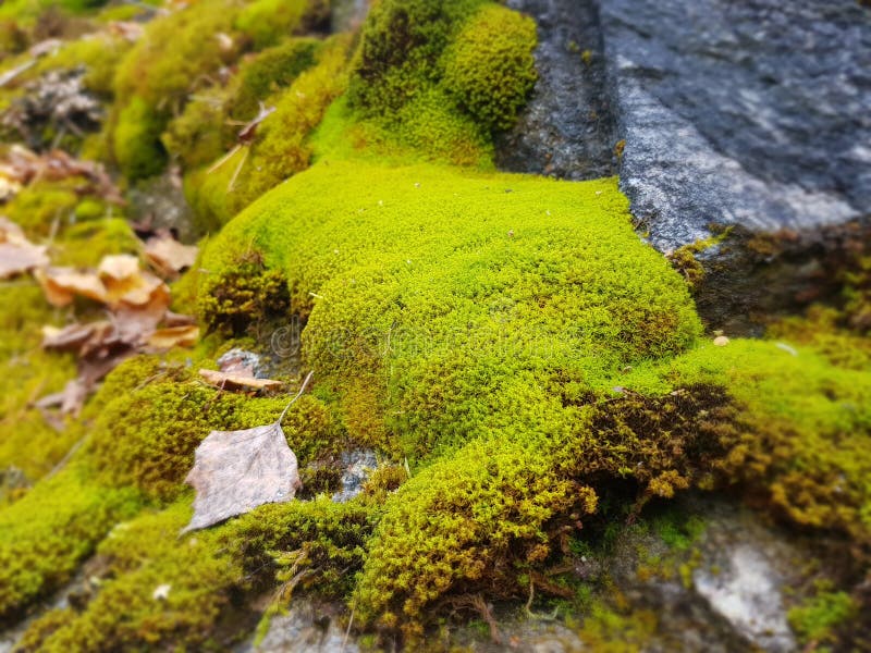 Soft Moss Carpet stock image. Image of nature, forest - 224255811