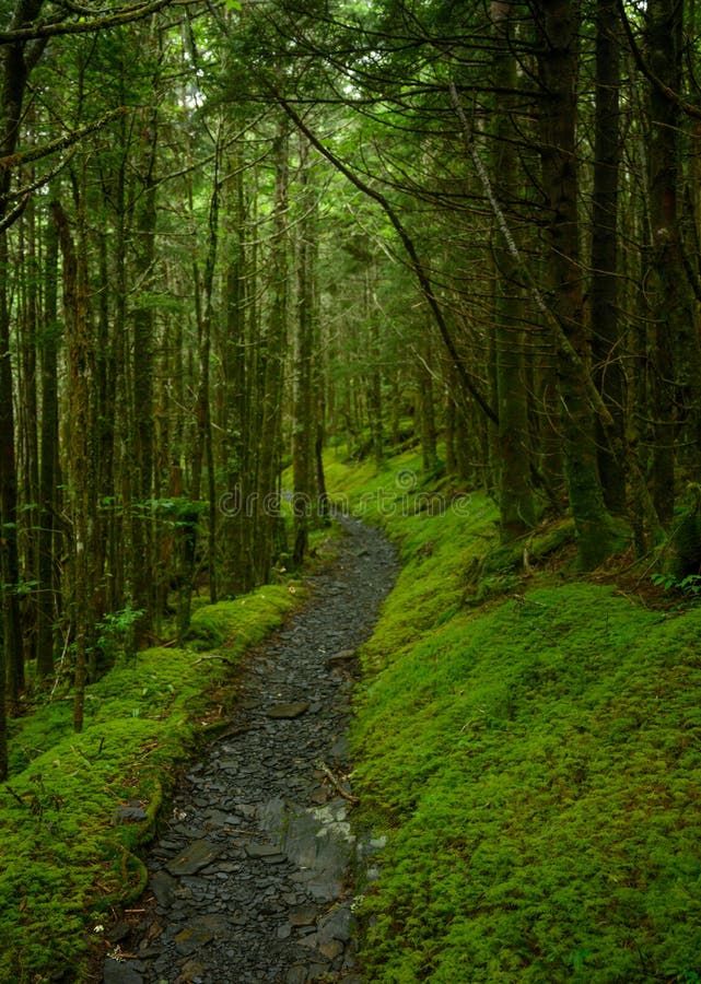 Soft Moss Lines Thick Trail Stock Photo - Image of misty, close: 182349436