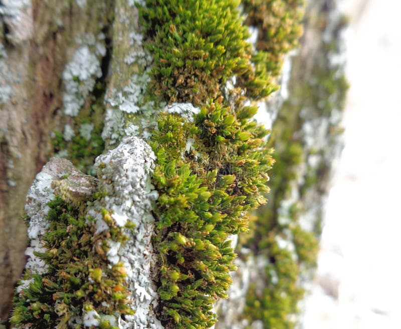 Soft moss on a tree stock image. Image of soft, tree - 174108361