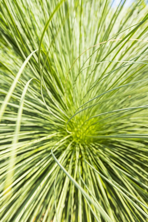Soft and Narrow Leaf of Agave Succulent Plant Stock Image - Image of ...