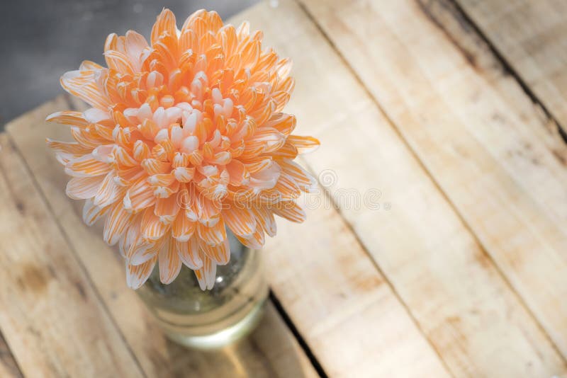 Soft orange flower stock photo. Image of gardening, orange - 51519264