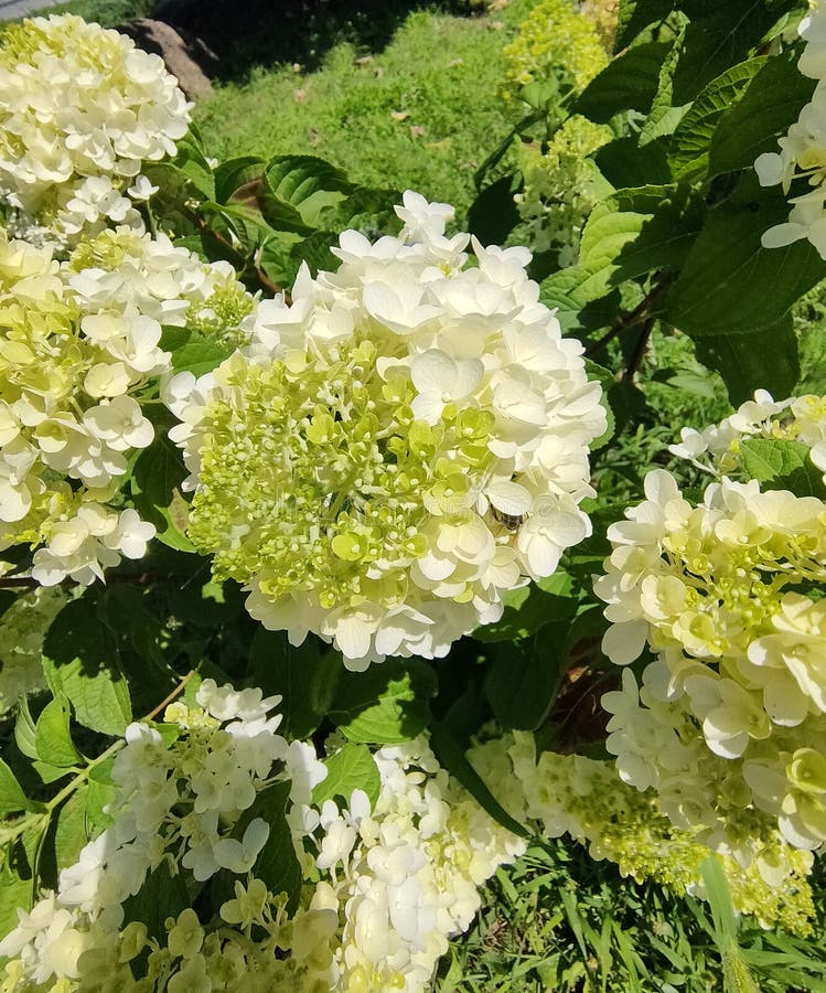 Soft Pastel Hydrangea Petals with Delicate White and Yellow Hues. Stock ...