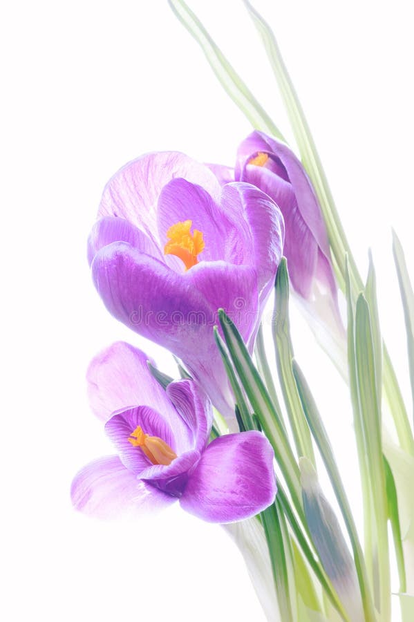 Blooming Crocus Flowers Purple Petals Against Soft White Background ...