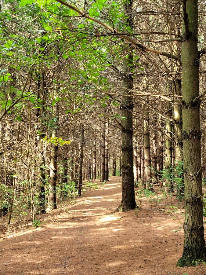 A Soft Path through the Trees Stock Image - Image of chesney, outside ...