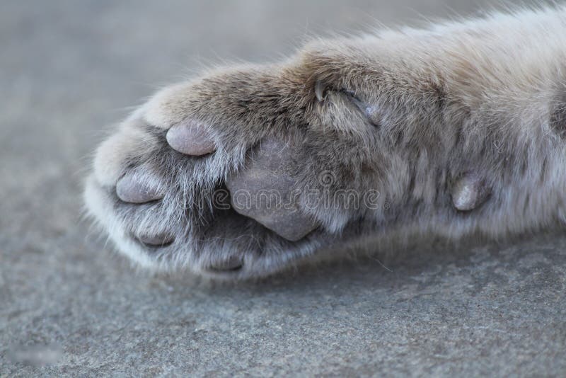 Soft paw of gray cat stock photo. Image of love, cats - 198652668