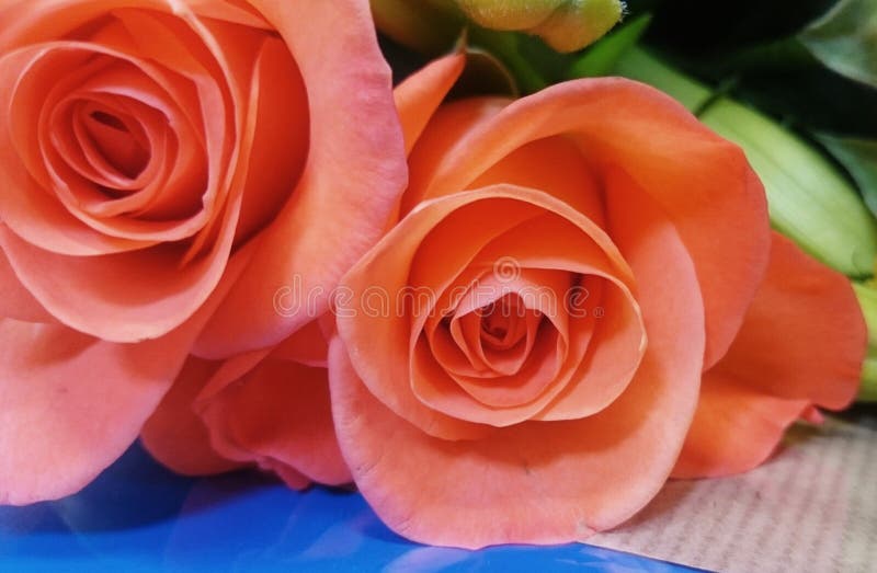 Soft peach roses stock image. Image of soft, peach, birthday - 45180355