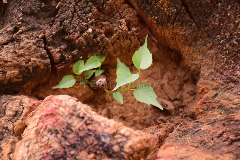 Soft Peak Shoot from Trunk Tree Stock Image - Image of soft, peepul ...