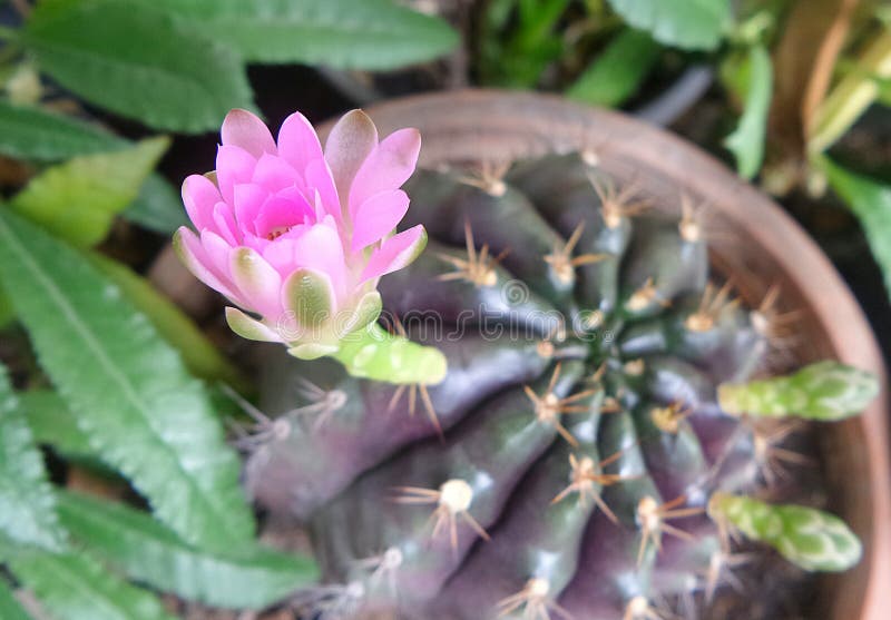 Soft Petals of Blooming Cactus Flower and Sharp Thorn in Botanical ...