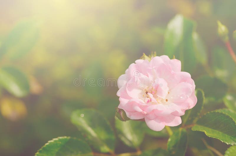 Soft Photo of a Beautiful Rose Stock Photo - Image of rose, pink: 43380486