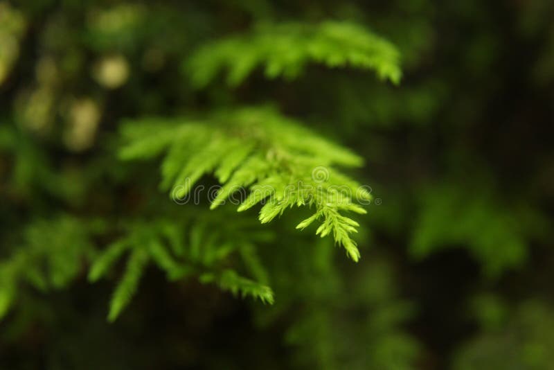 Soft Pine stock image. Image of summer, summertime, environment - 94931689