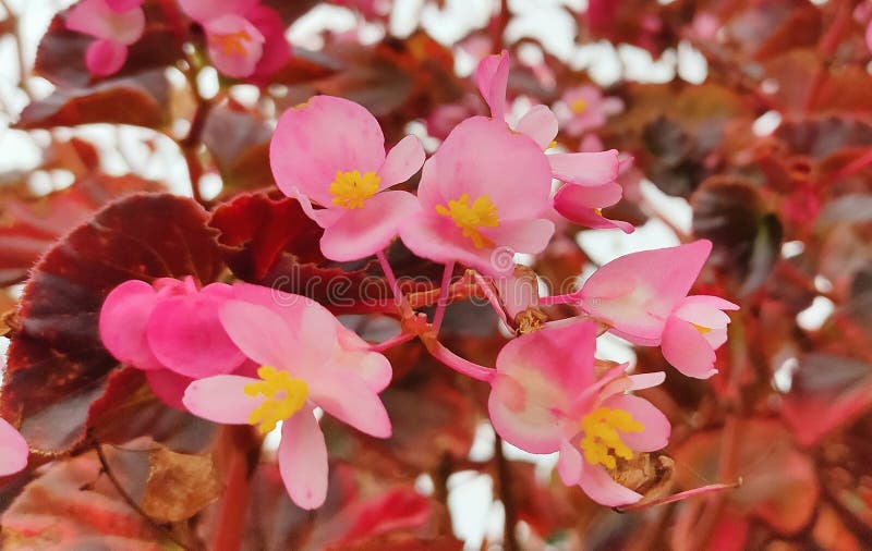 Soft Pink Begonia Bloom with Deep Red Leaves Stock Image - Image of ...