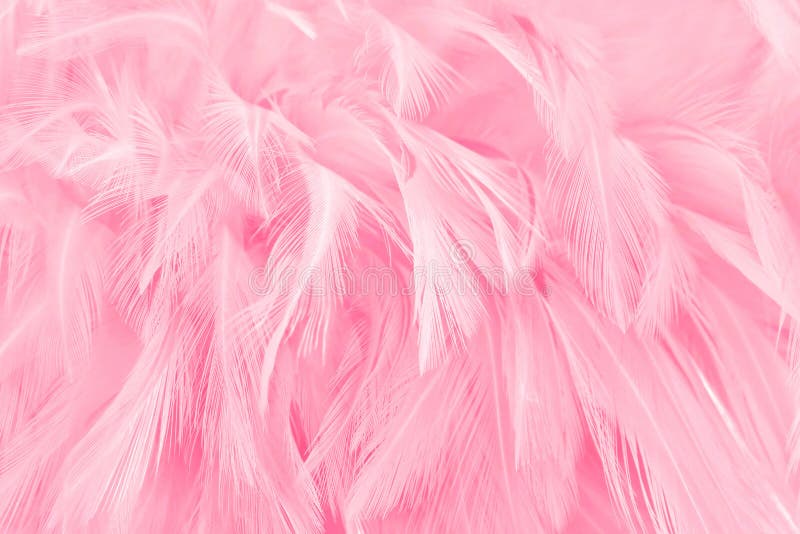 Soft Pink Bird Feather Pattern Texture for Background and Design Stock ...