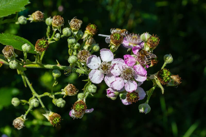 Soft Pink Blackberry Flowers and Buds in Spring - Rubus Fruticosus ...