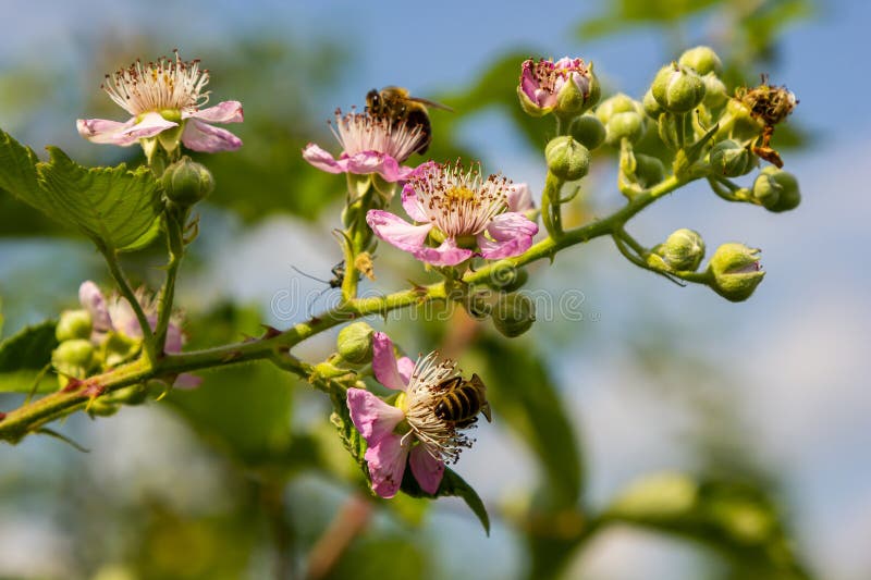 Soft Pink Blackberry Flowers and Buds in Spring - Rubus Fruticosus ...
