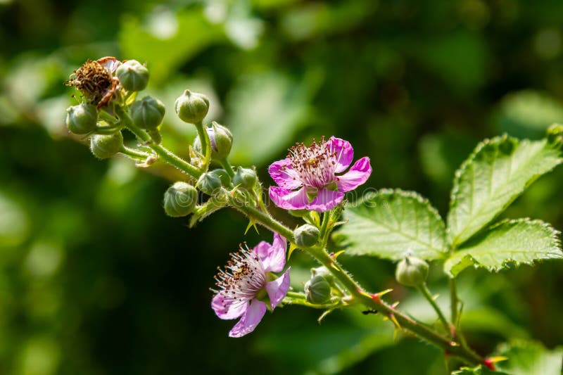 Soft Pink Blackberry Flowers and Buds in Spring - Rubus Fruticosus ...
