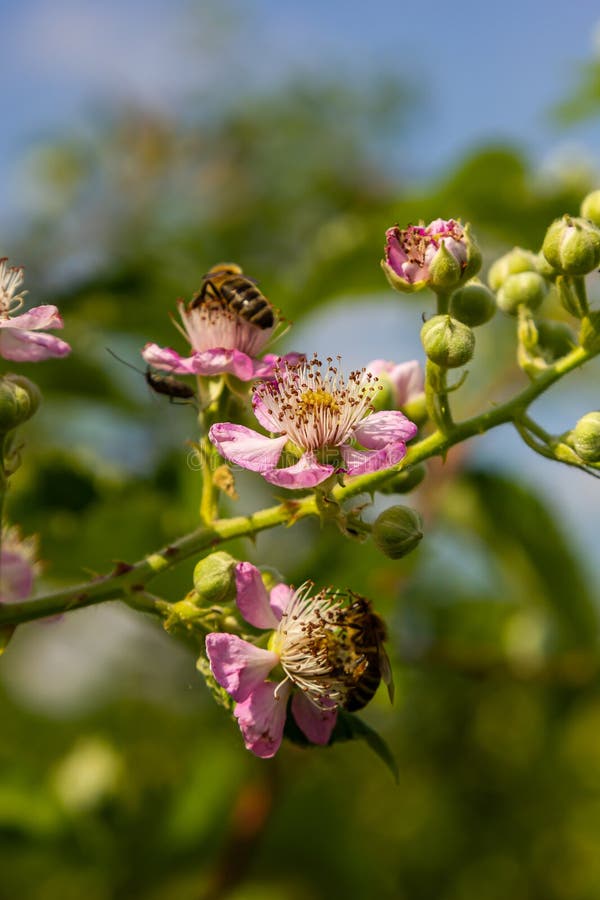 Soft Pink Blackberry Flowers and Buds in Spring - Rubus Fruticosus ...