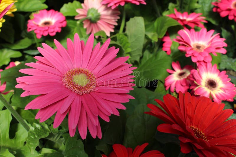 Soft Pink Blooms of Gerbera Daisy and Others Stock Photo - Image of ...