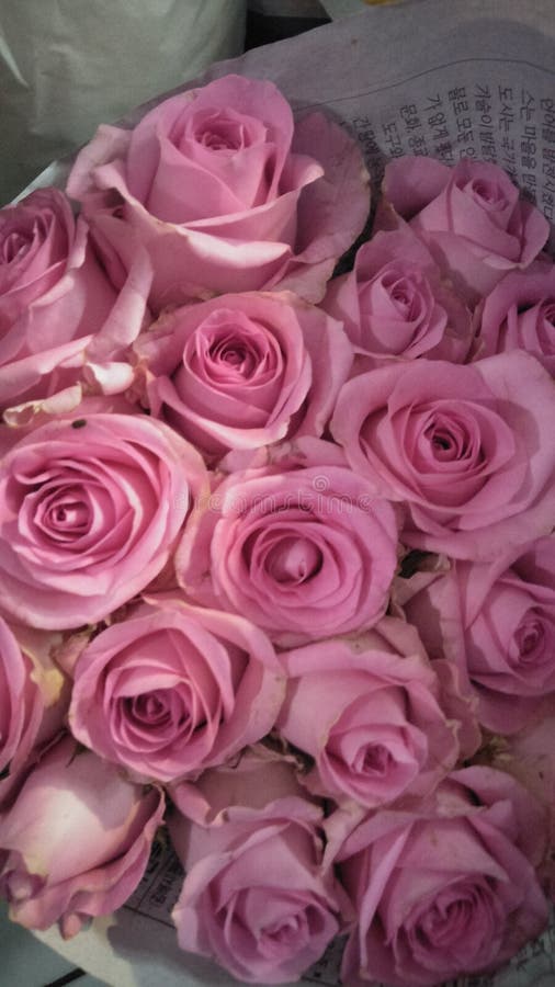 Tin Bucket with Rose Petals Stock Image - Image of couple, leaf: 30169403