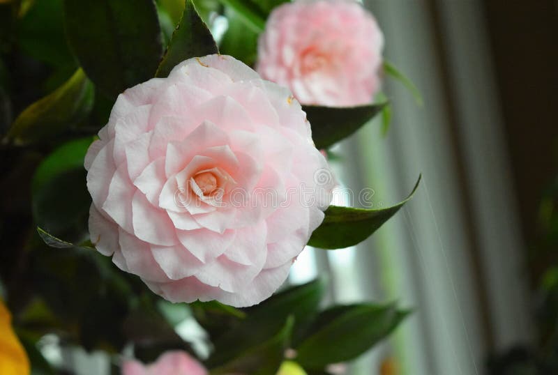 Camellia Flower Geometry Stock Photos - Free & Royalty-Free Stock ...