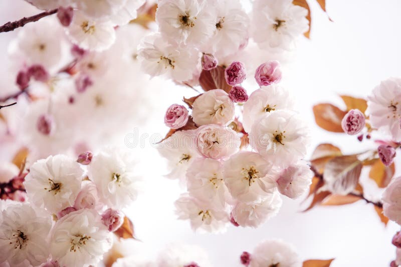 Soft Pink Cherry Blossoms in Spring Stock Image - Image of pollinate ...