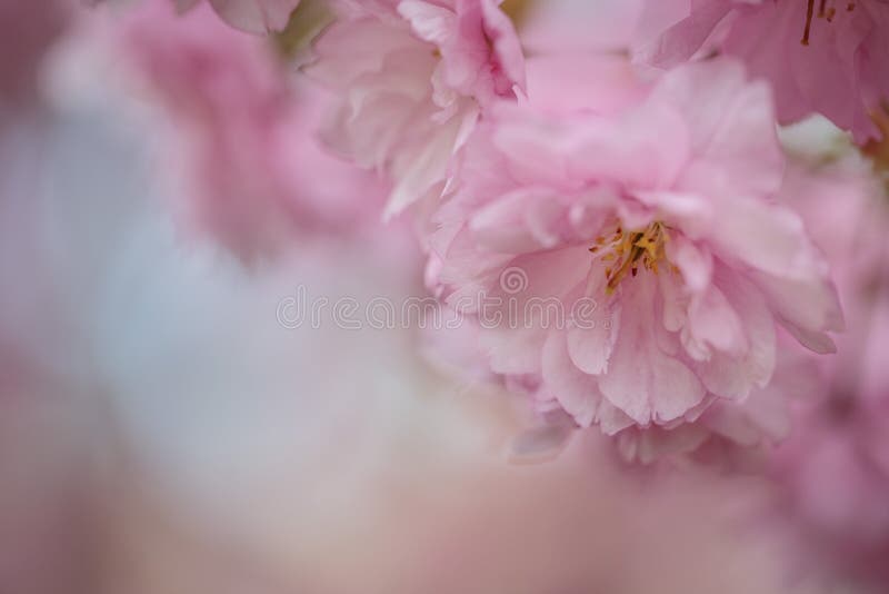 Soft Pink Cherry Blossoms in Spring Stock Photo - Image of life, garden ...
