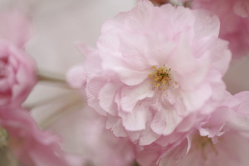 Soft Pink Cherry Blossoms in Spring Stock Photo - Image of pink, garden ...