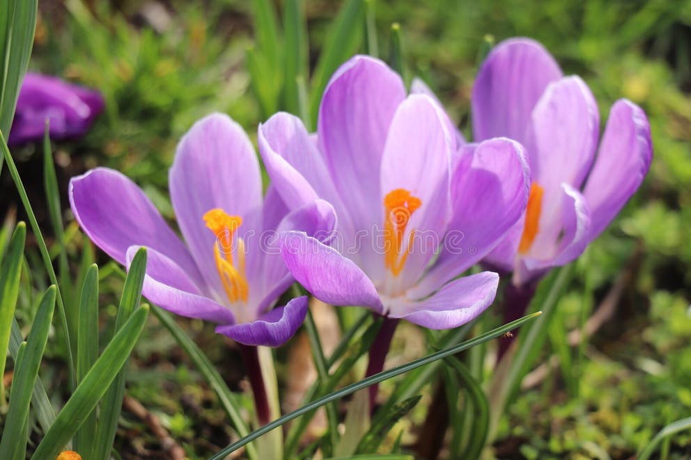 Soft Pink Crocuses in Spring Sunlight Stock Image - Image of vibrant ...
