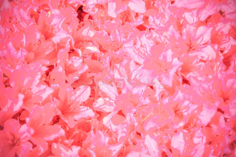 A Soft Pink Flower Background Stock Image - Image of flower, background ...