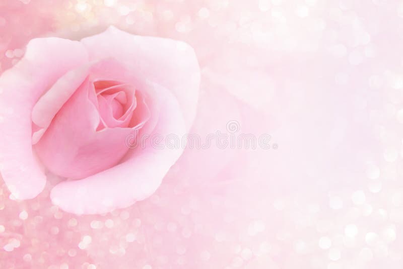 Soft Pink Roses Flower Vintage Border Valentine Background Stock Image ...