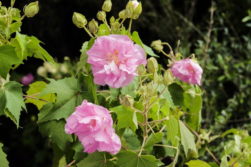 Soft Pink Flower on Tree in Tree Market. Stock Photo - Image of fresh ...