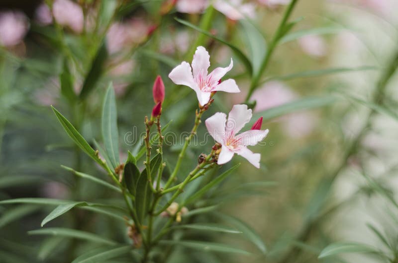 Soft Pink Flowers Oleander Plant Stock Photo - Image of green ...