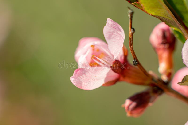 Soft Pink Flowers on a Wild Shrub Close Up Stock Photo - Image of ...