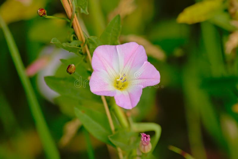 Soft Pink Hedge Bindweed Flowers on Green Leafs Stock Image - Image of ...