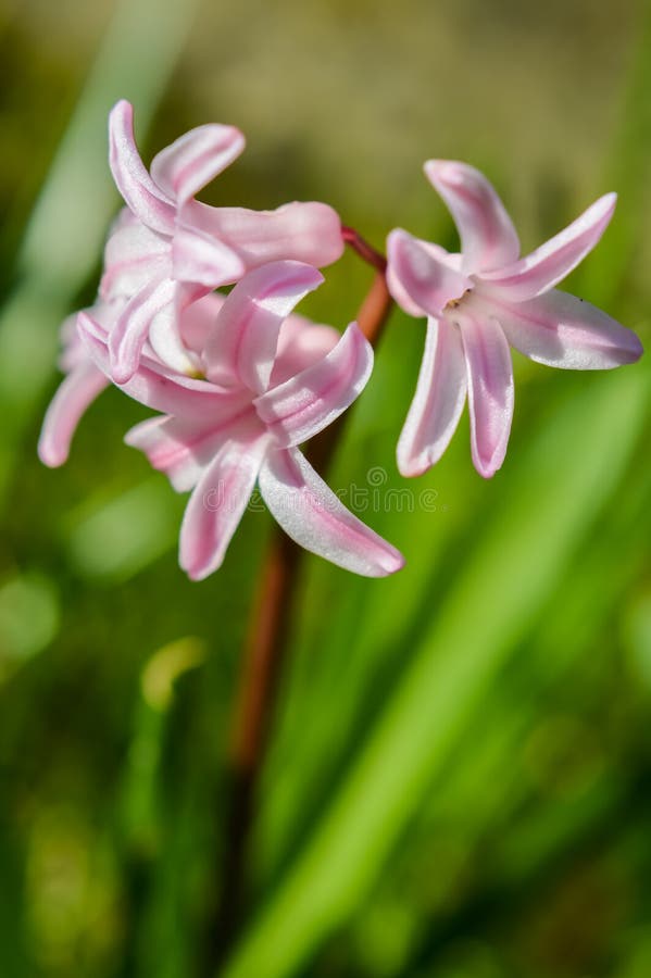 Soft pink hyacinth stock photo. Image of nature, springtime - 68373390