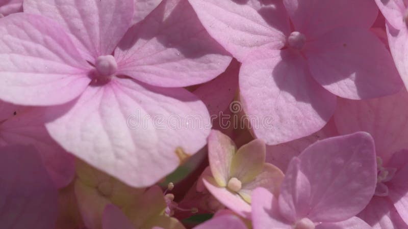 Soft Pink Hydrangea Blossom Background. Macro Footage. Stock Footage ...