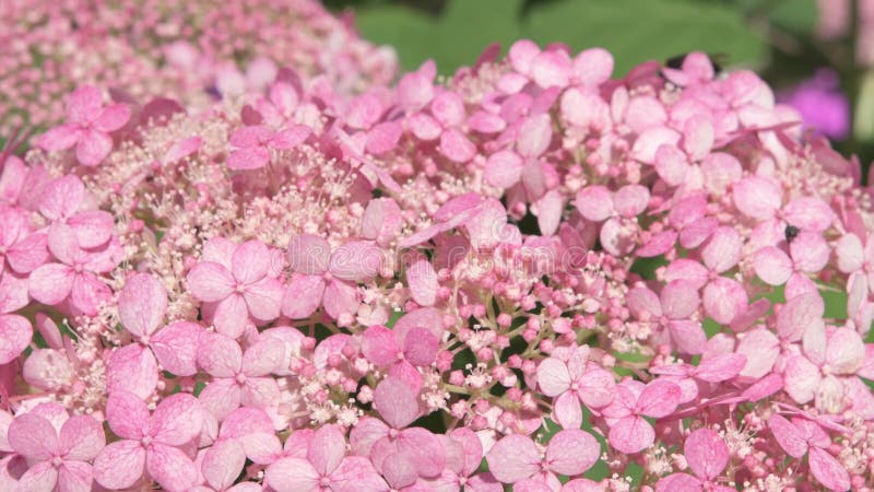 Soft Pink Hydrangea Blossom with Working Bumblebee. Macro Footage Stock ...