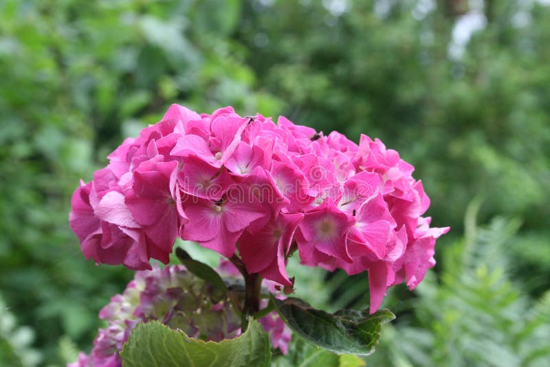 Soft Pink Hydrangea, Pink Flowering Bush Stock Photo - Image of plant ...
