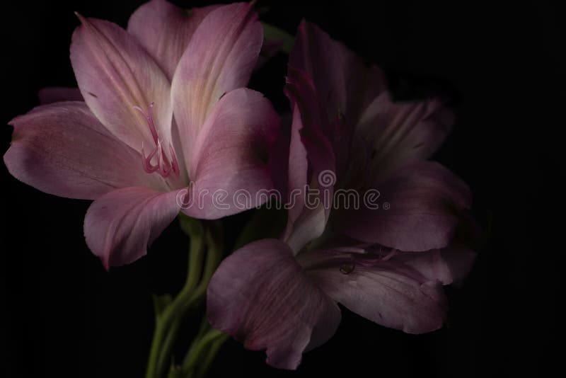 Soft Pink Peruvian Lily Flower Stock Photo - Image of petal, green ...
