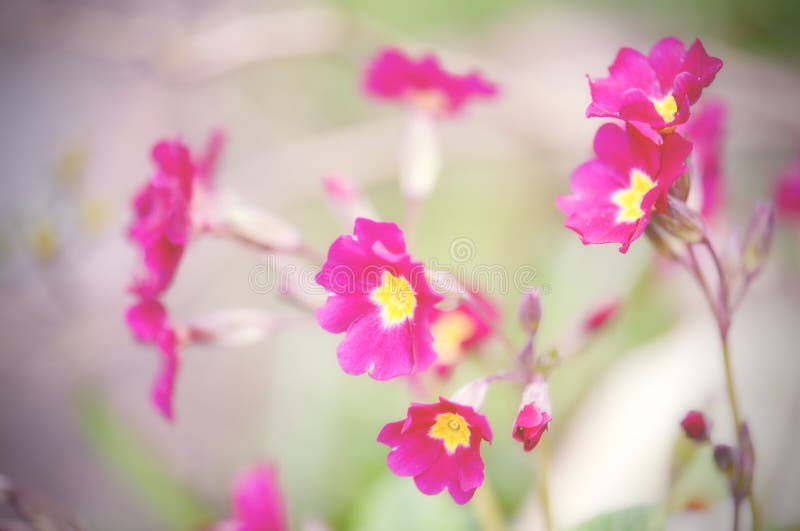 Soft Pink Primrose Details. Stock Photo - Image of floral, close: 53428166