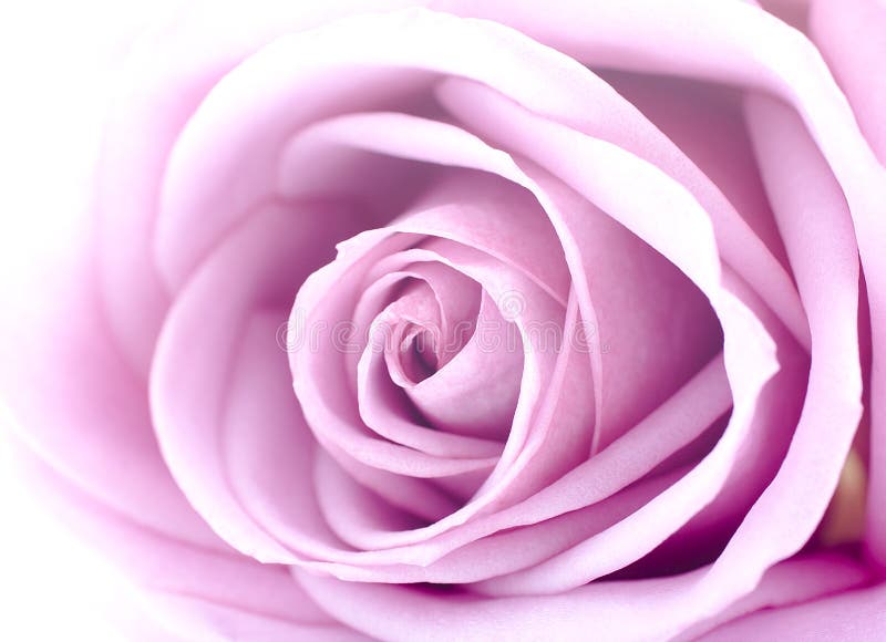 Soft pink rose stock image. Image of love, scented, nature - 23492567